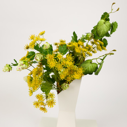 Yellow | Queen An Lace Yellow | Nodito