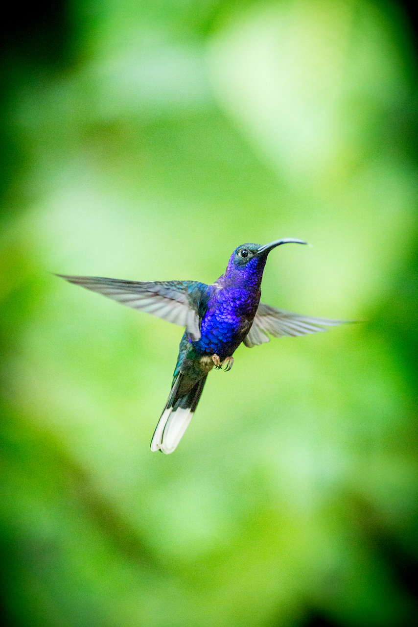 Hummingbirds in Costa Rica