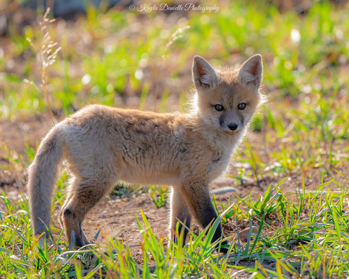 Fox Kit | portfolio