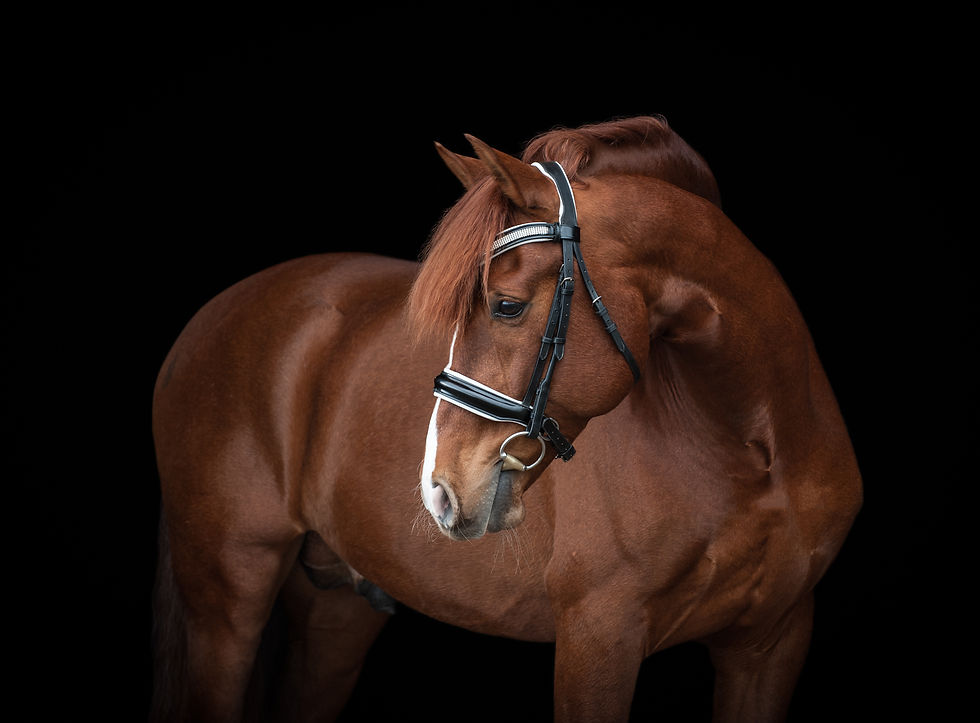 Eclipse Stud, Graded Stallions at stud.