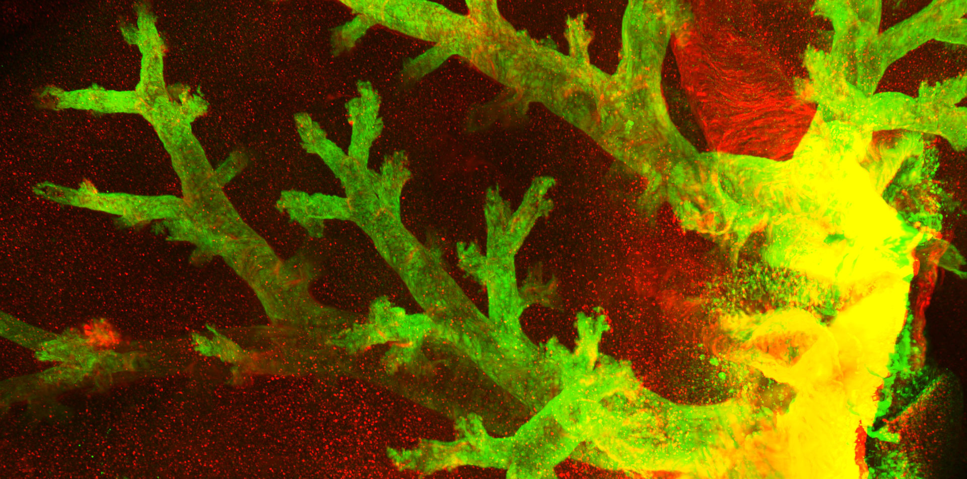 Aivia - AI. Visualization. Image Analysis | Aivia by SVision