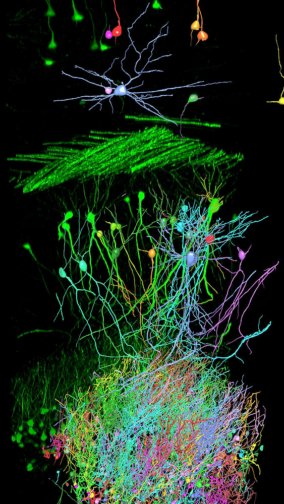 Quantitative 3D neuron tracing in large data sets