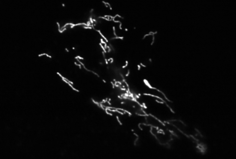 AI Microscopy for Everyone - the launch of Aivia Cloud and Aivia 8.