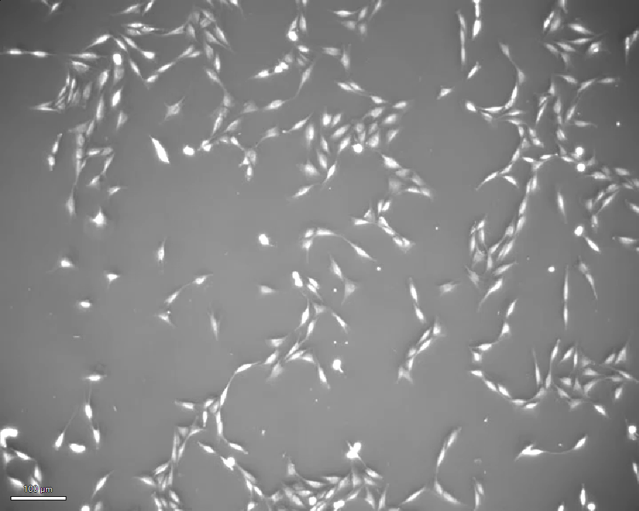 Pancreatic phase contrast cell segmentation - BioImage.io