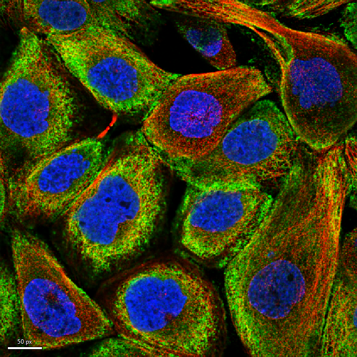 HPA Cell Segmentation - BioImage.io