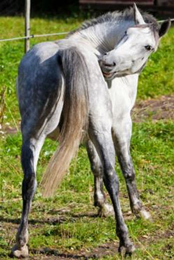 On Worms and Wormers