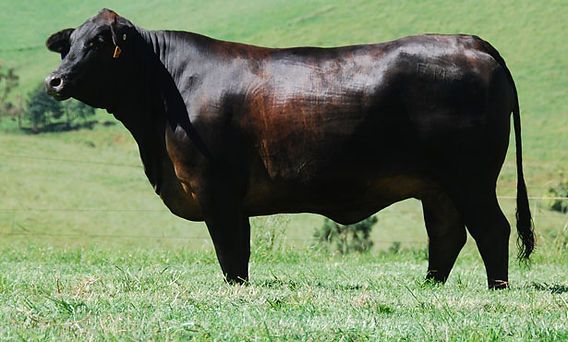 brangus cattle origin