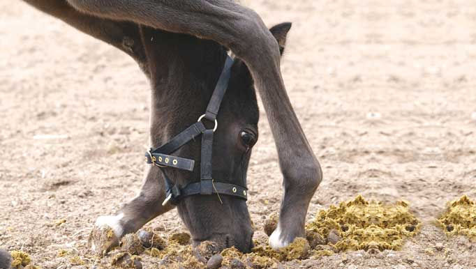 Coprophagy stands for GROSS