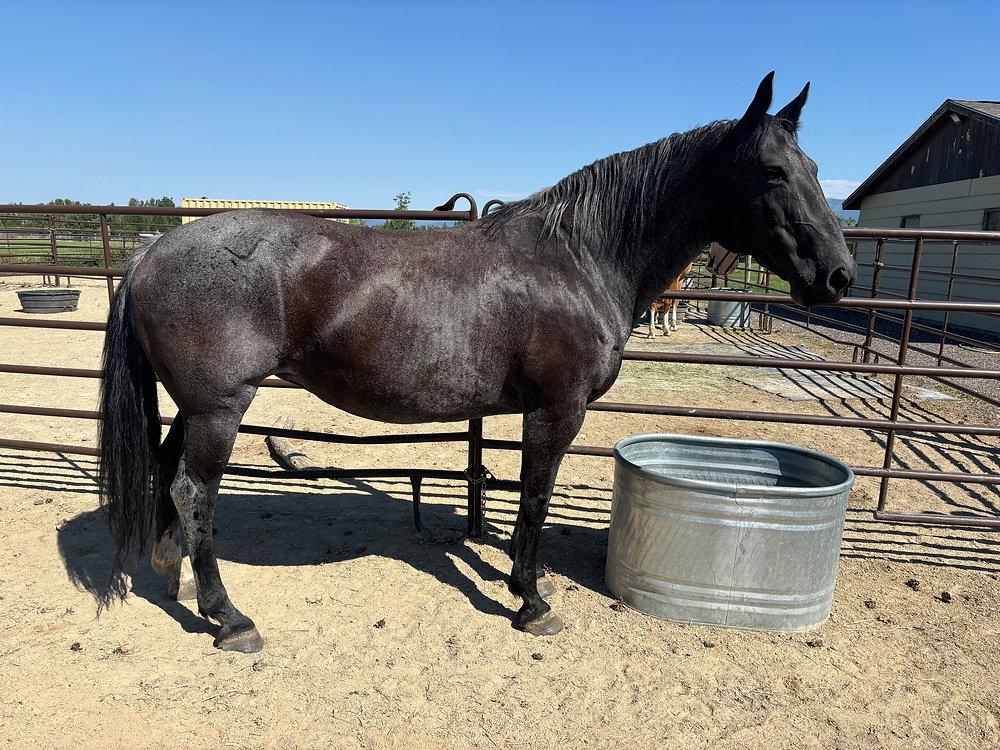 How to Make a Fat Horse Skinnier: Wilma's Weight Loss Journey Part 1