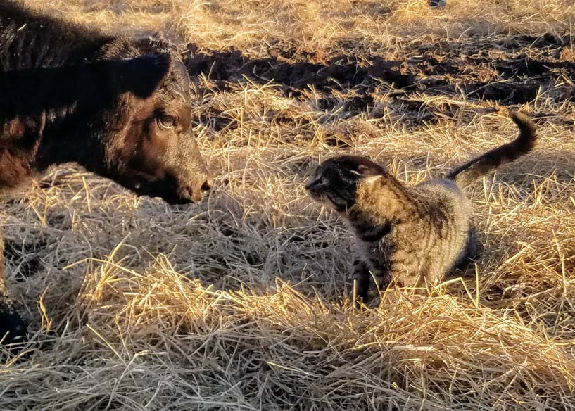 About us and history | 88ranch