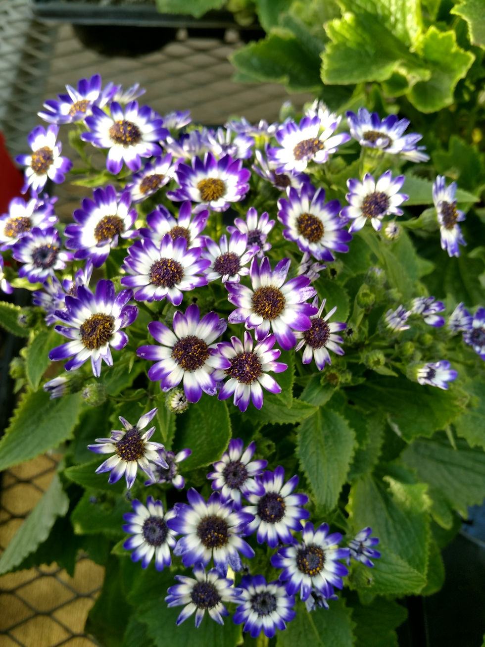 flowers | everflora.com