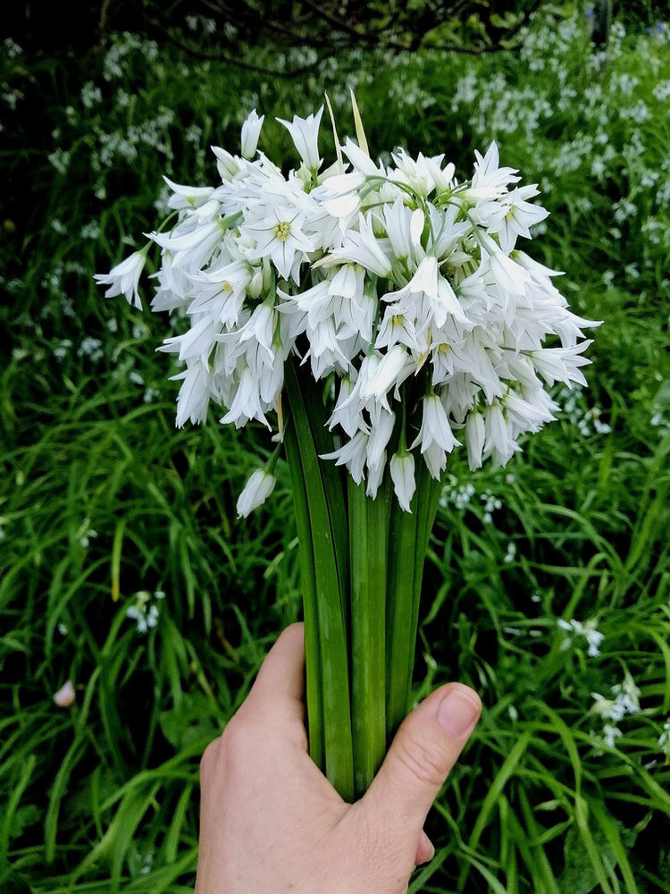 Onion Weed NZ Recipe