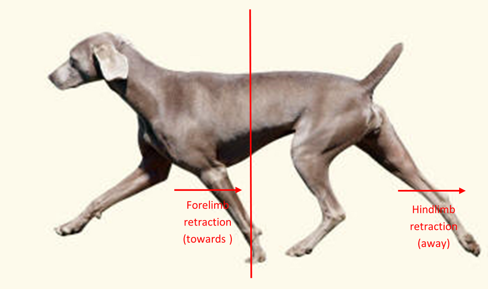 What do the words mean?? - Forelimb and Hindlimb directional terms