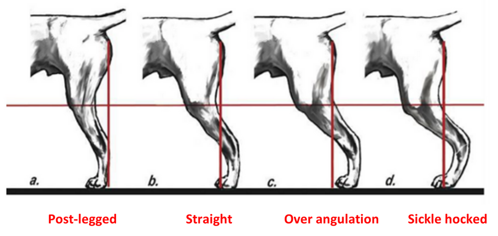 Canine Conformation - What to look out for in a static assessment!