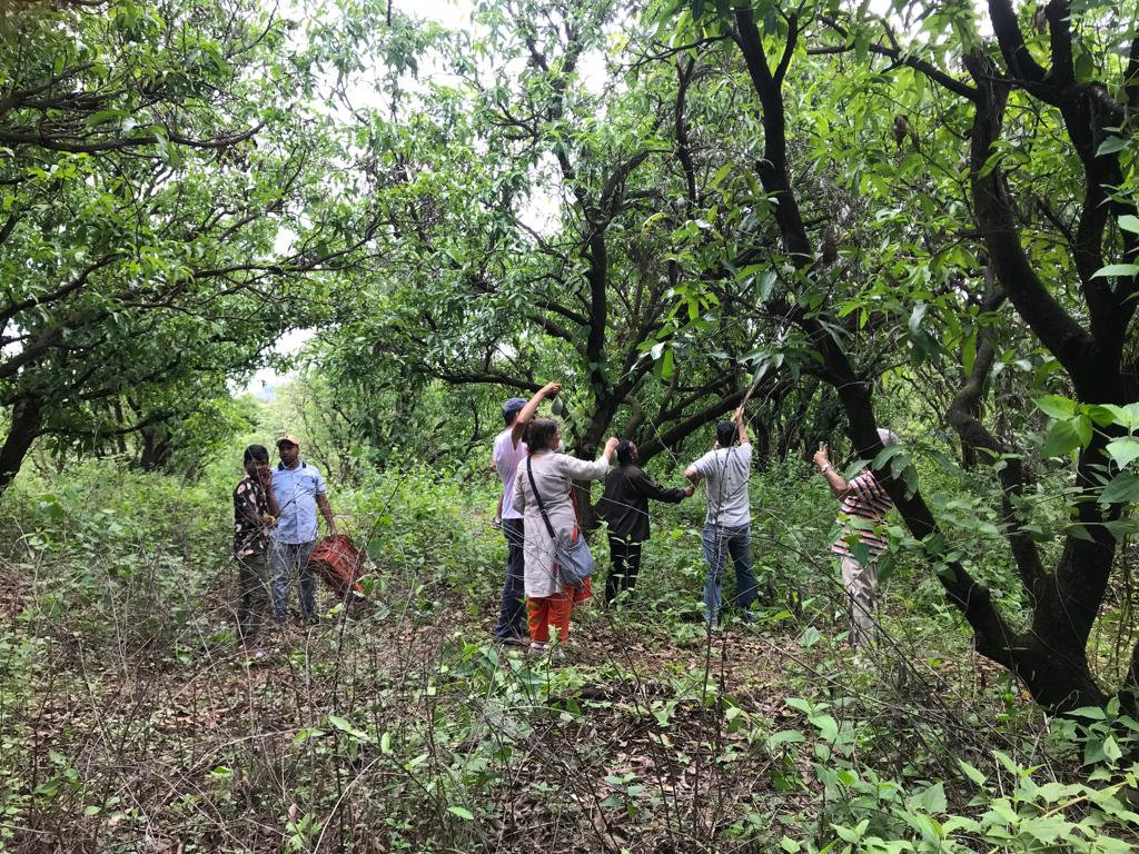 Mango Harvesting & Organic Farm Tour | The Farm Retreat