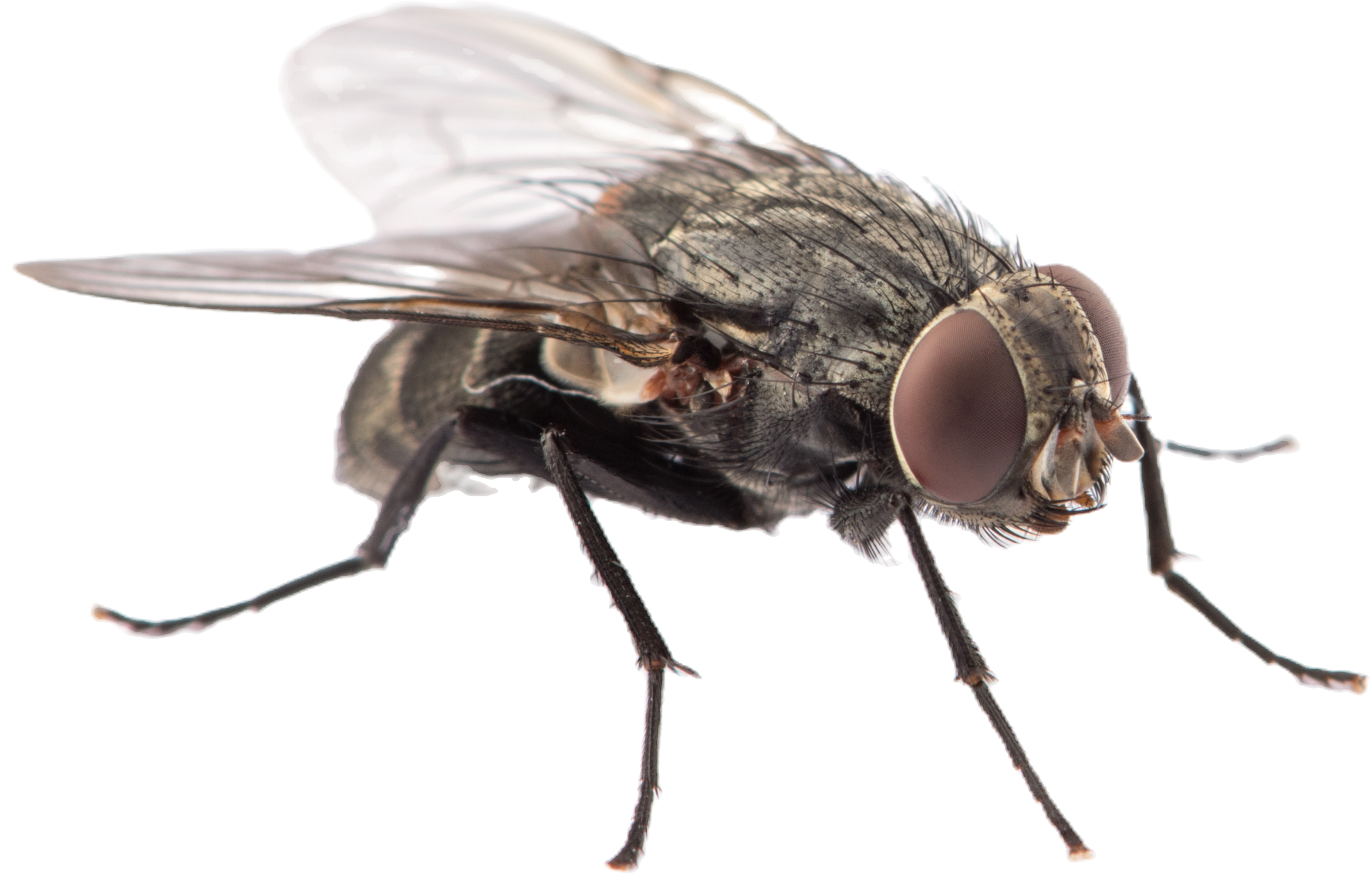 Flies | Bio-Tech Pest Control