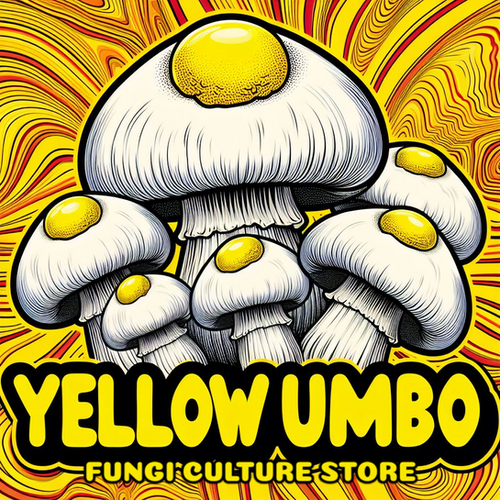 Yellow Umbo | Fungi Culture Store