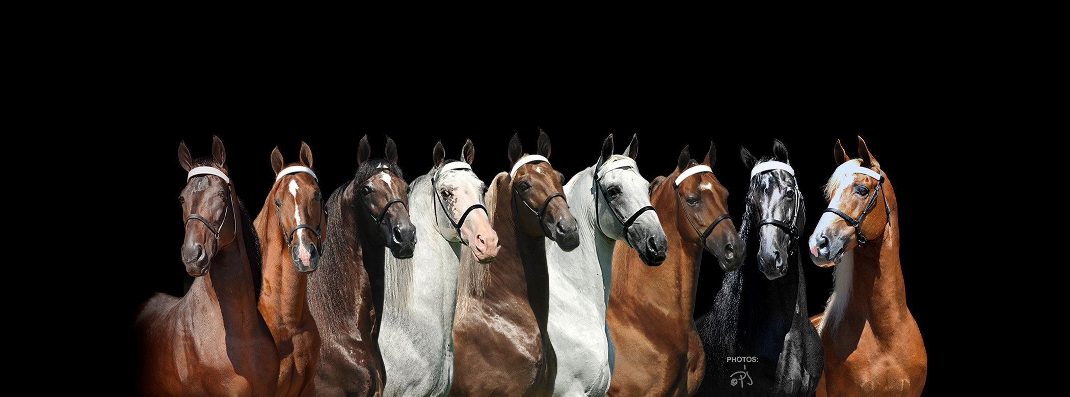 Stallions | Spencer Benedict Stables | Murfreesboro