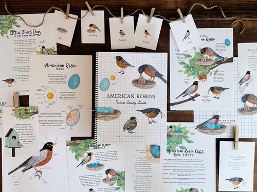 American Robin Nature Study Guide | The Cottage Schoolhouse