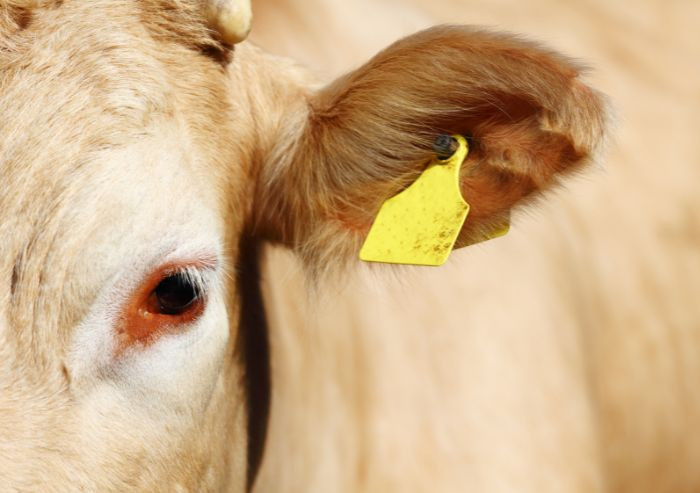 ¿Qué es un crotal? ¿Cómo ponerlo? | Datamars Livestock