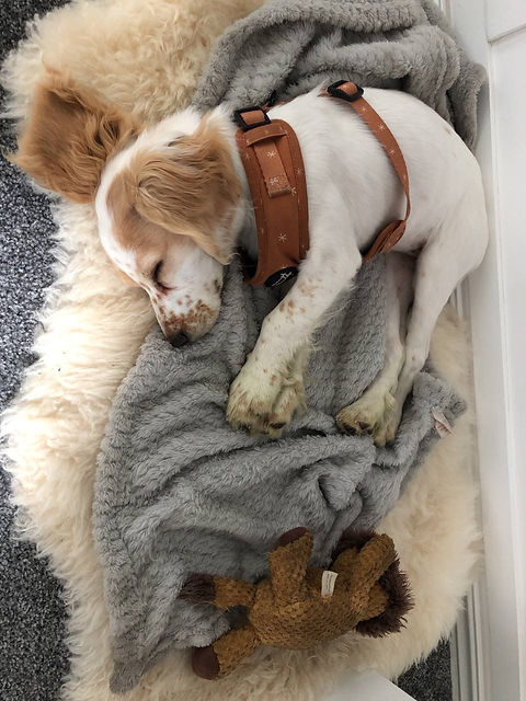 Home | Fluffy Paws UK