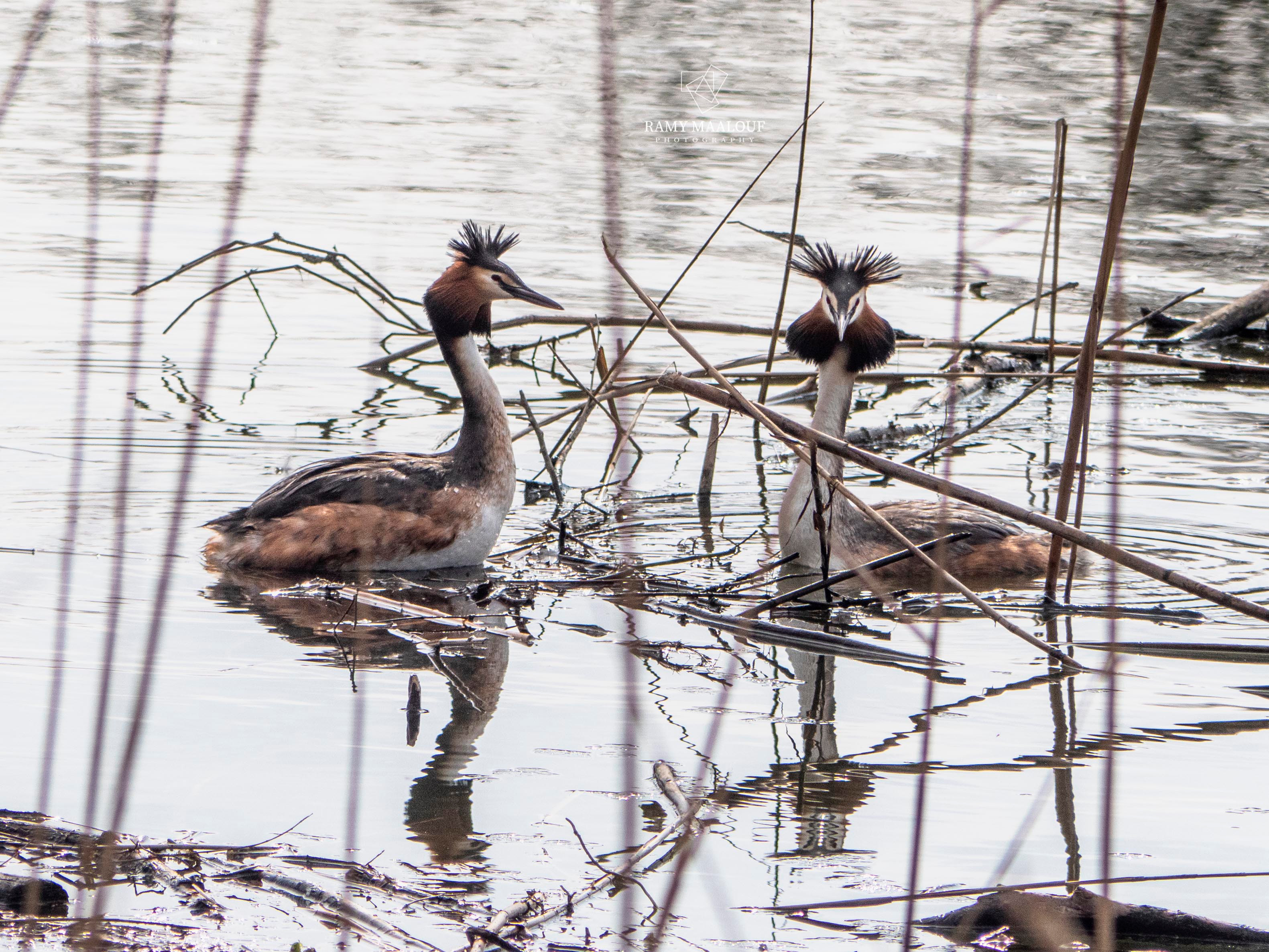 Podiceps cristatus