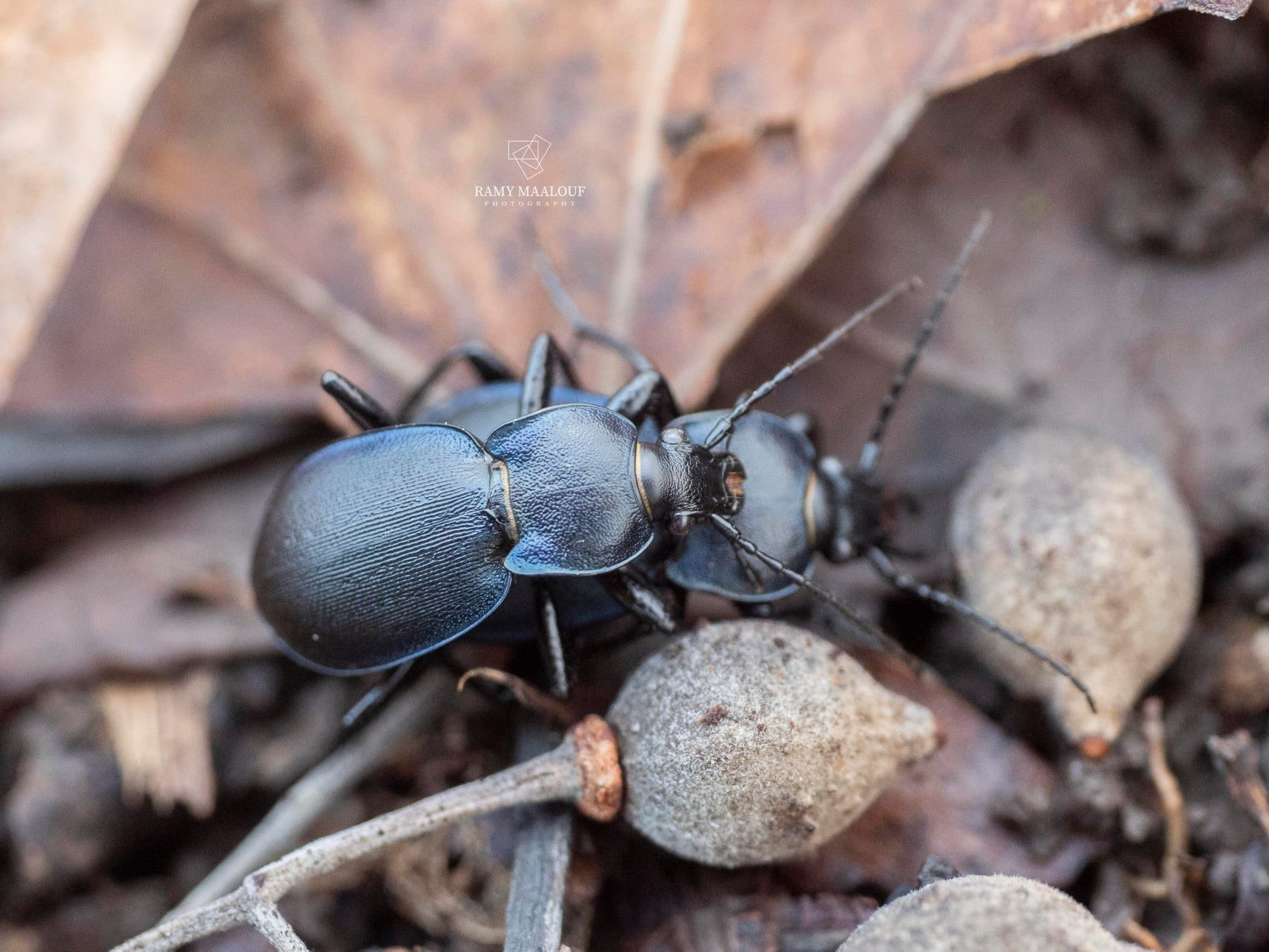 Carabus convexus