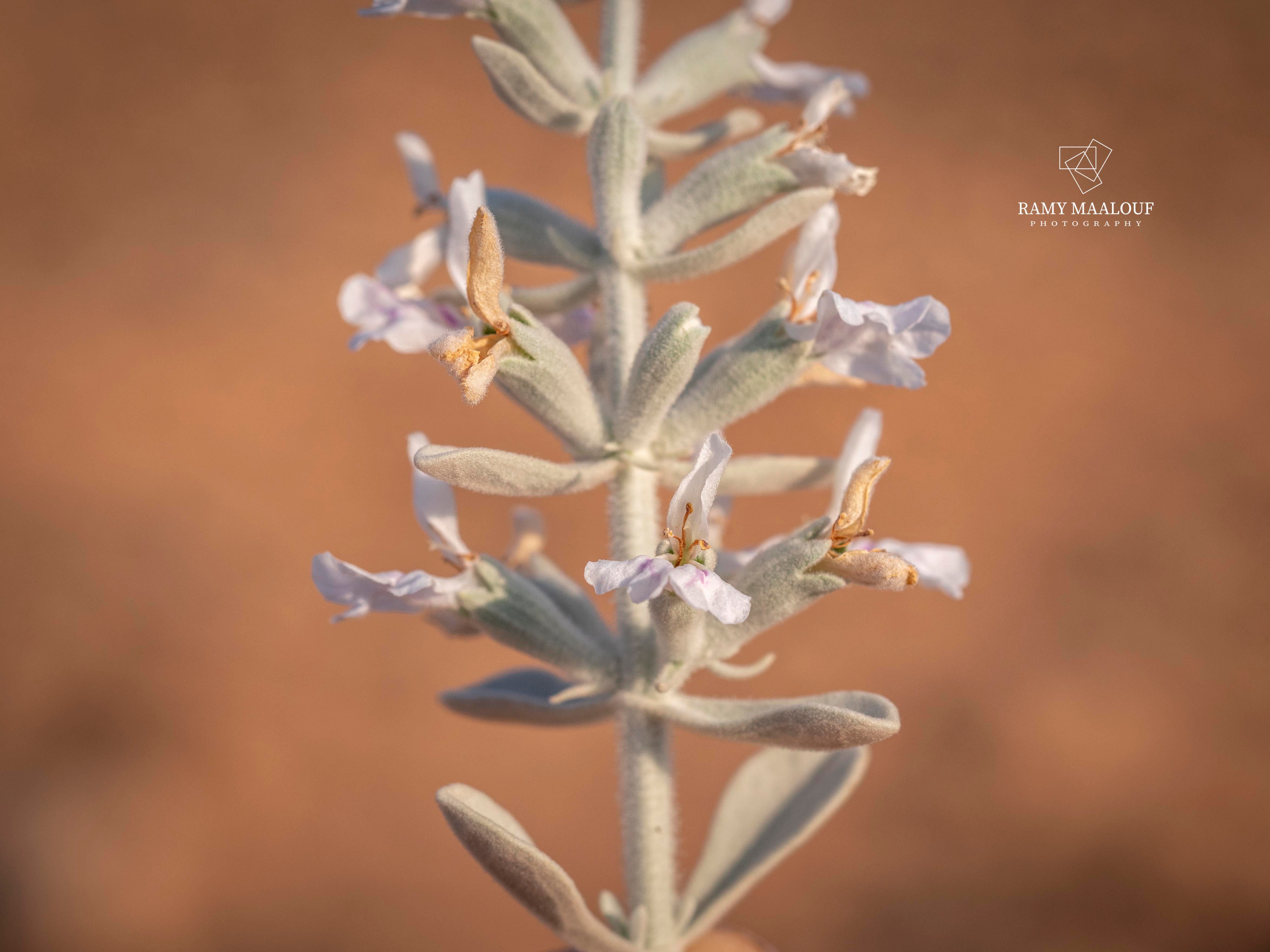 Stachys nivea