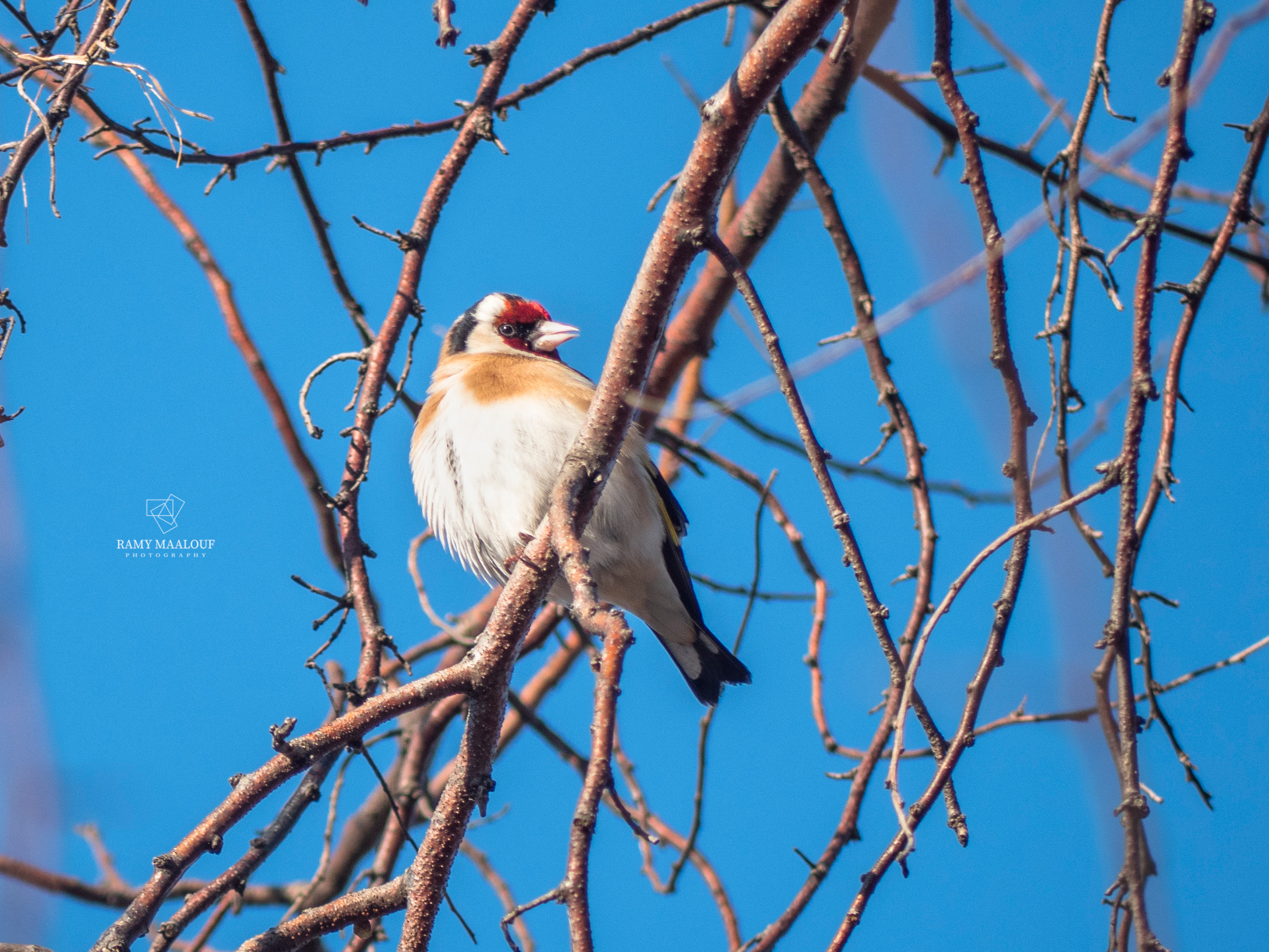 Carduelis carduelis
