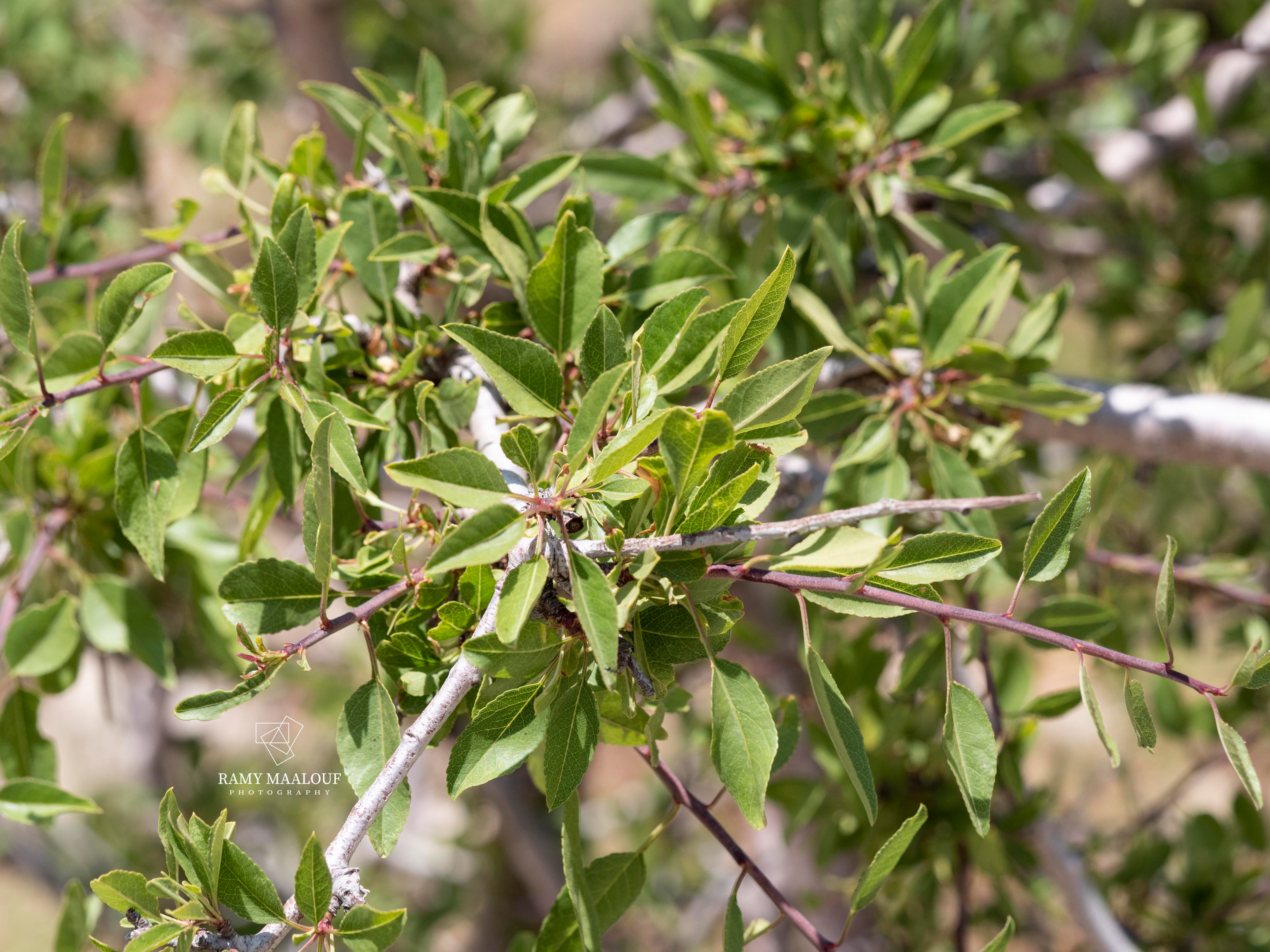 Pyrus syriaca