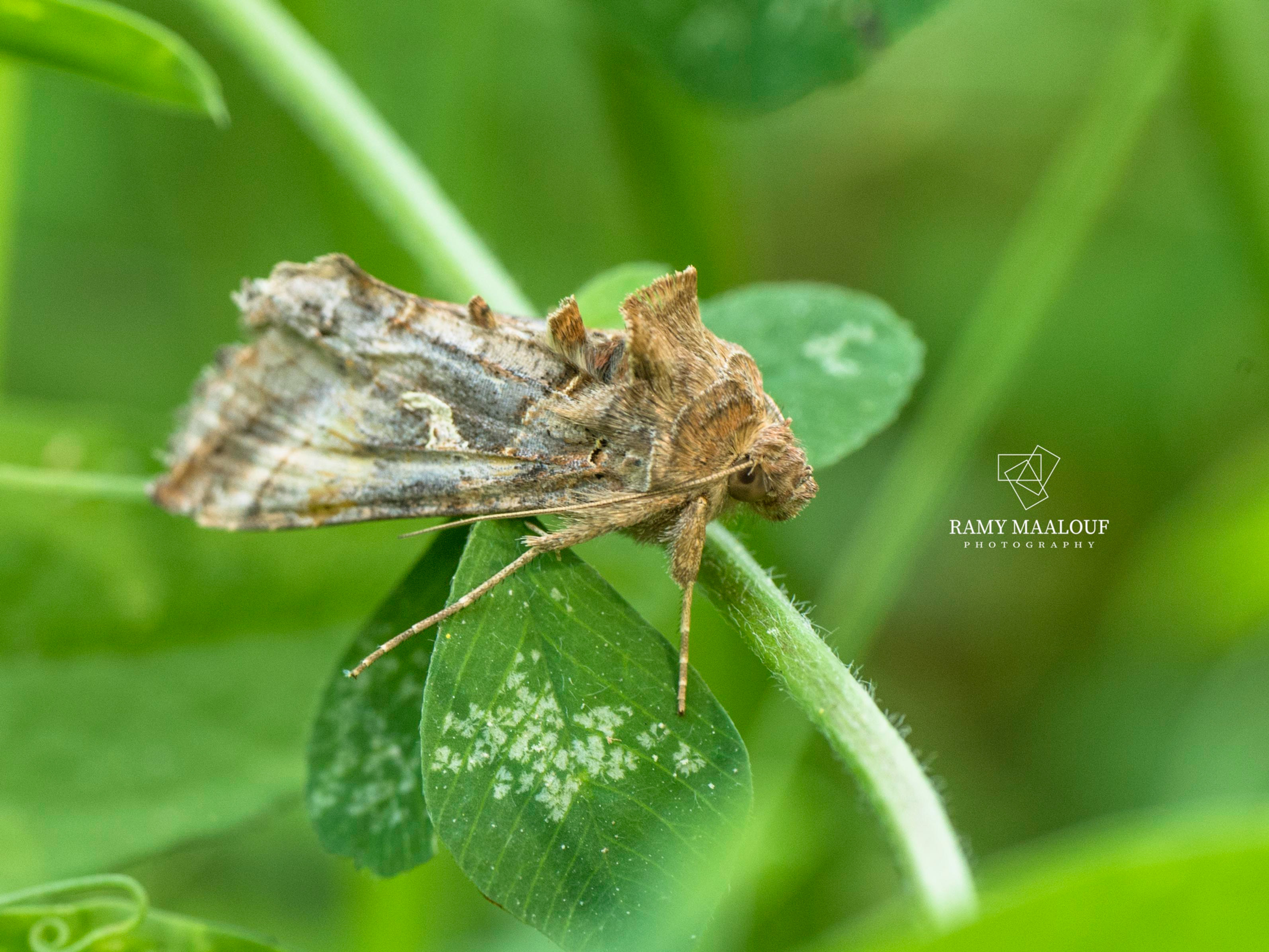 Autographa gamma