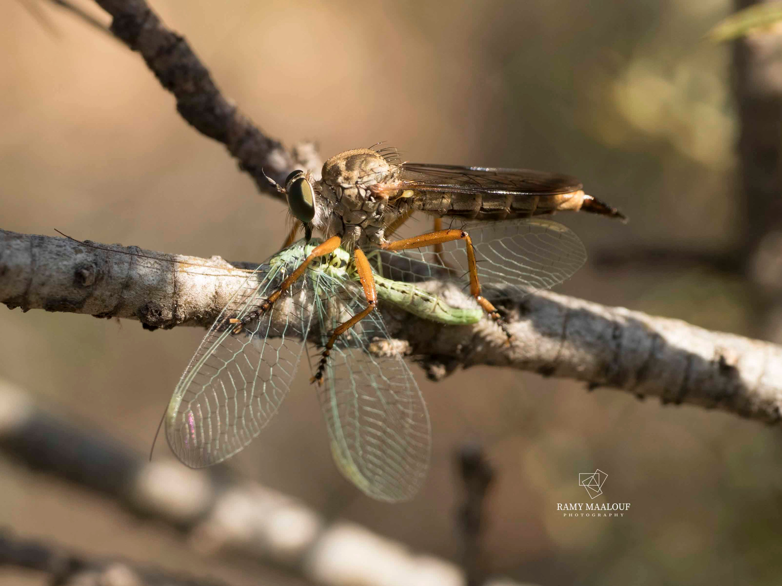FloraFauna | Photos of Lebanon's fauna