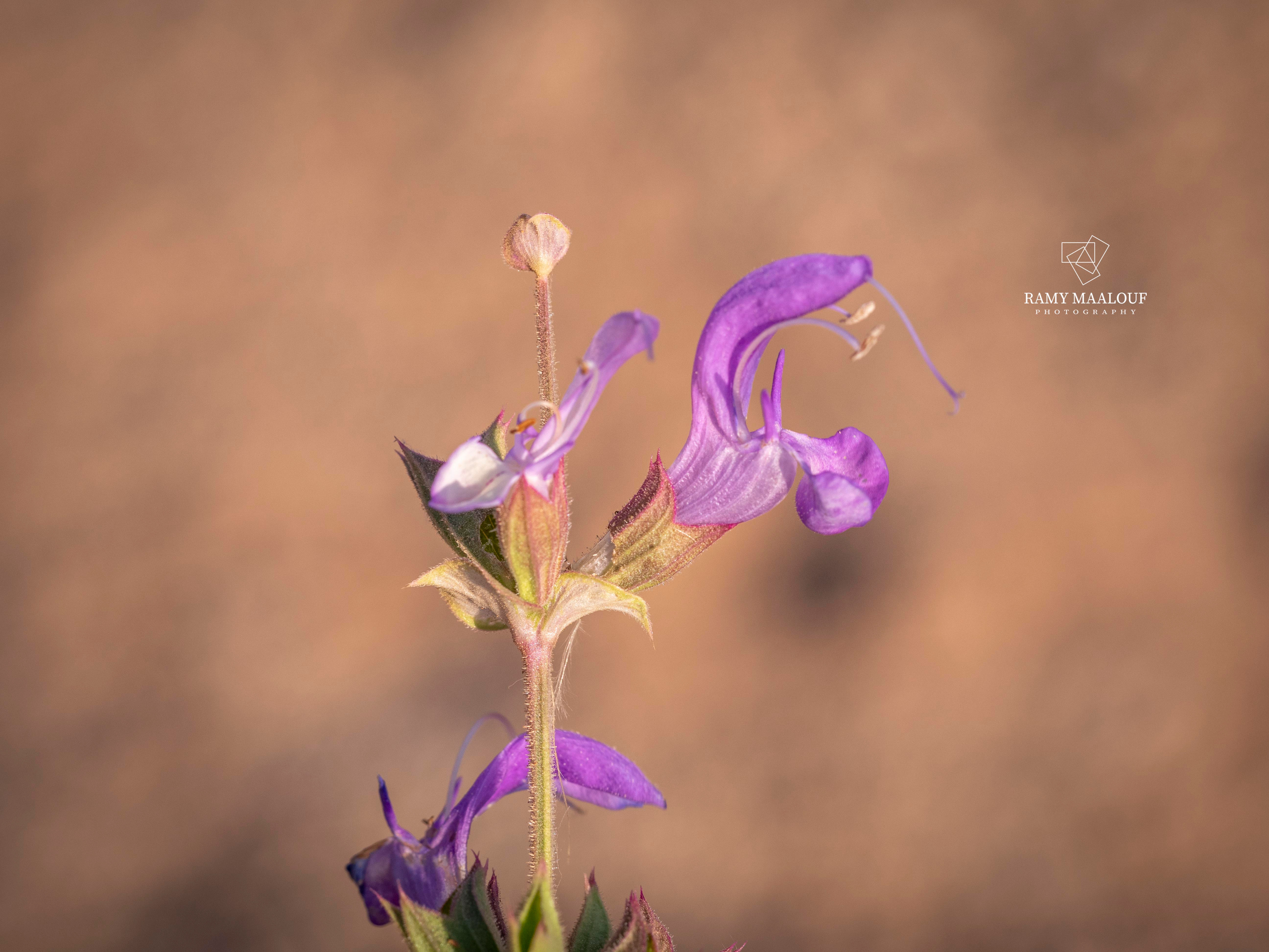 Salvia palaestina