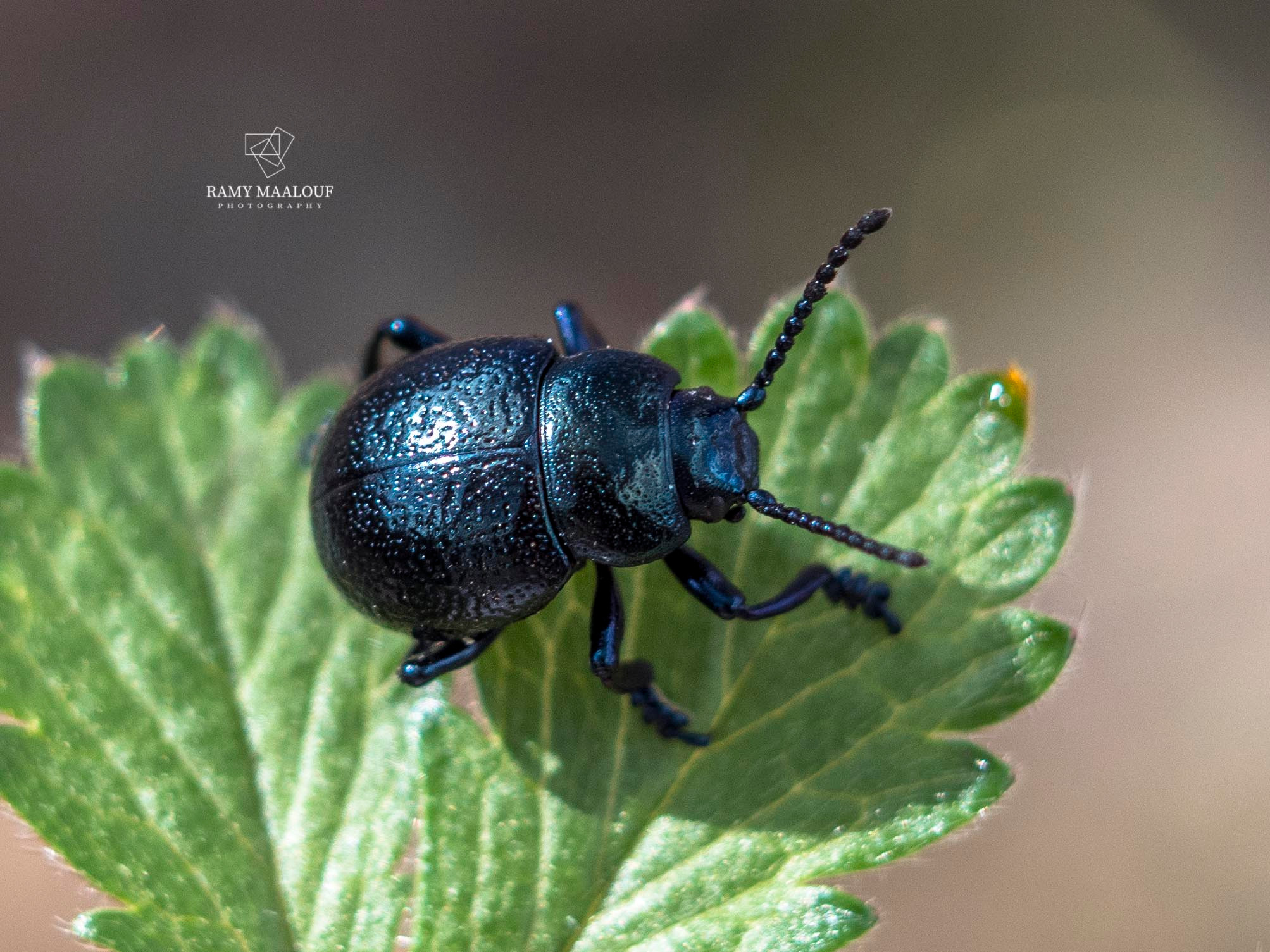 Timarcha goettingensis