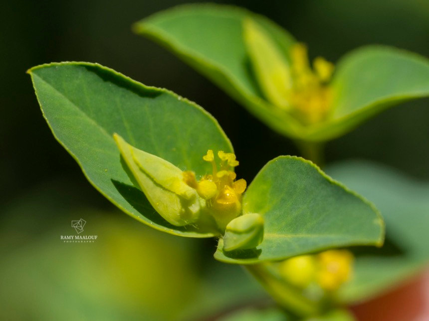 Euphorbia microsphaera