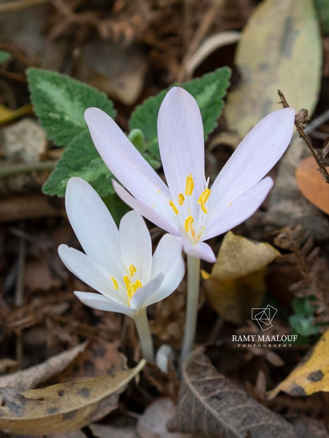 Colchicum decaisnei