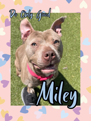 Dogs|Rescue|DoOnlyGood