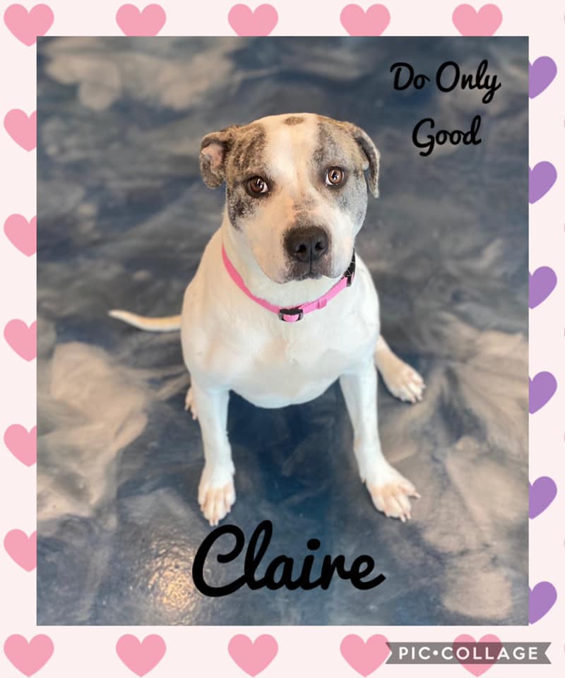 Do Only Good Rescue | Michigan | DOG Rescue