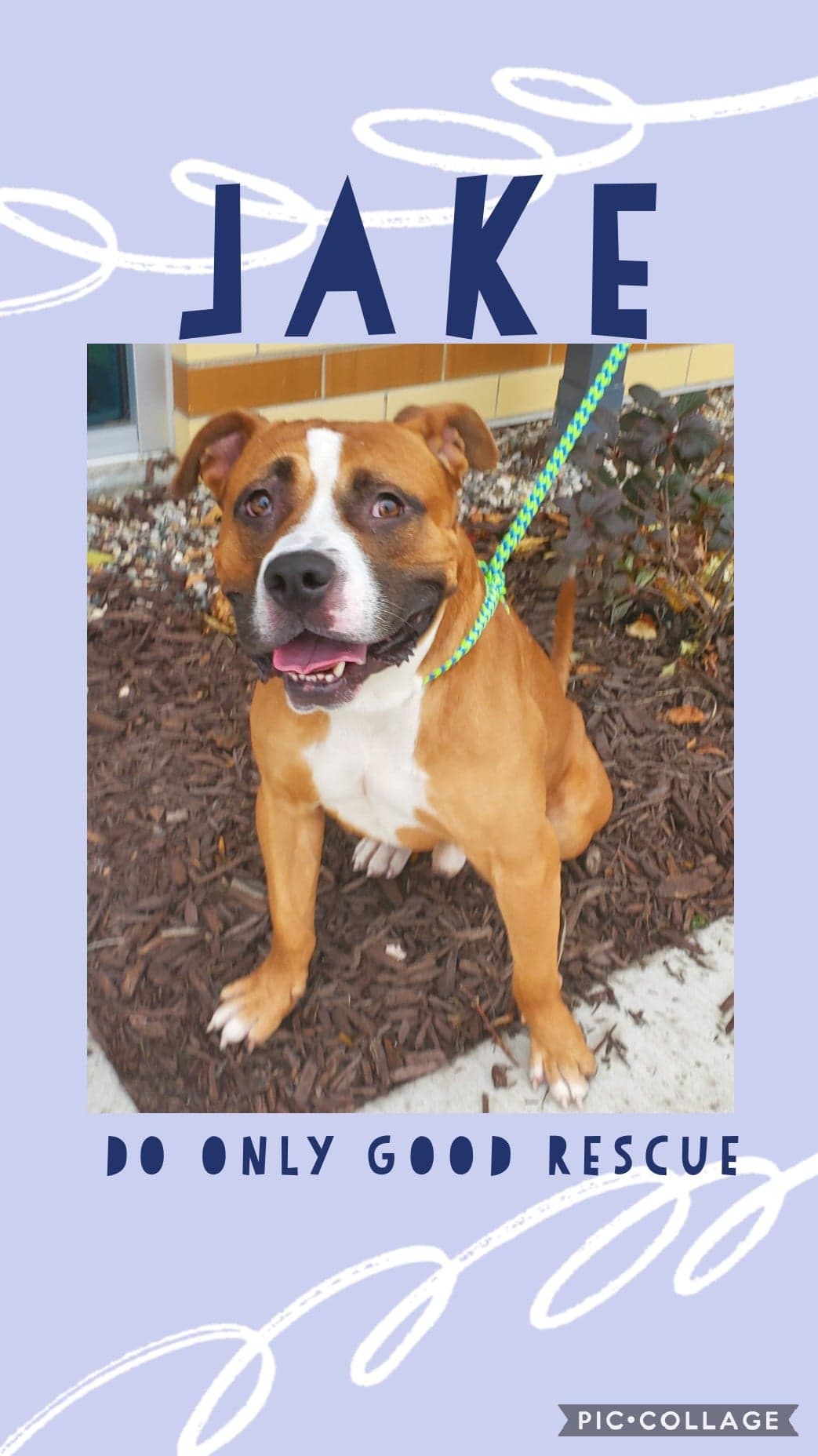 Do Only Good Rescue | Michigan | DOG Rescue