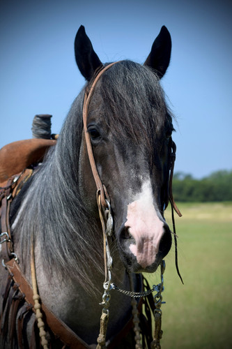 Blus Man APHA | Roan To Riches
