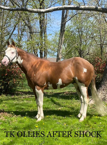 TK Ollies After Shock APHA | Roan To Riches
