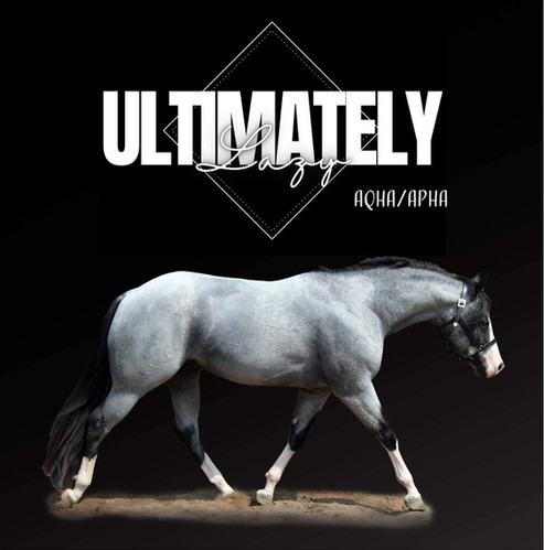 Ultimately Lazy AQHA/APHA | Roan To Riches