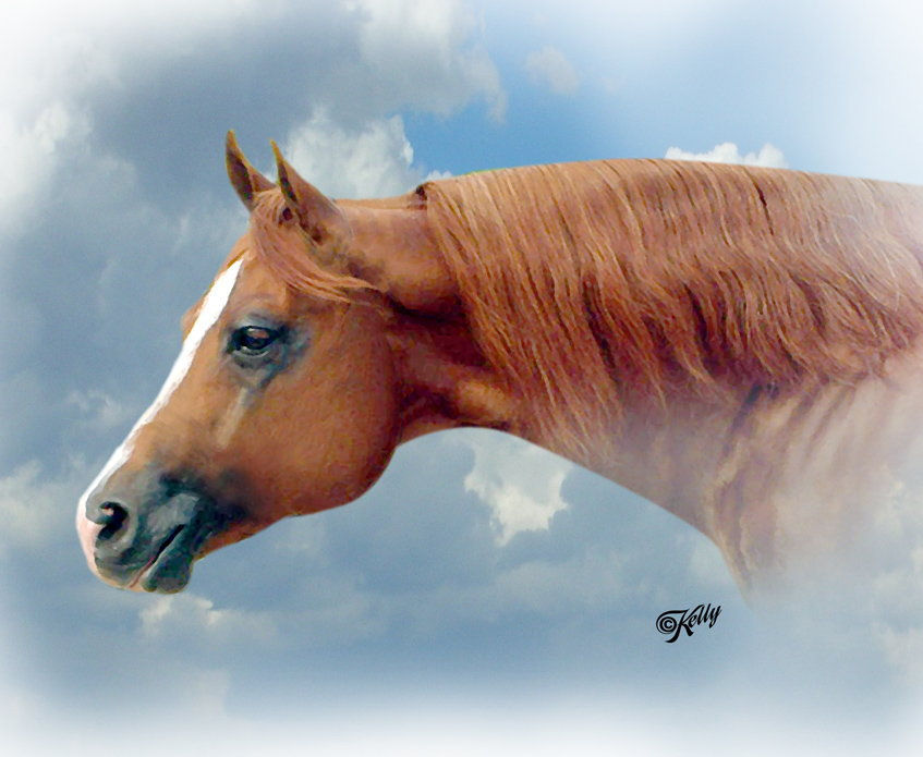 Shop R2R Stallions | Roan To Riches