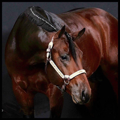 Batt Man AQHA | Roan To Riches