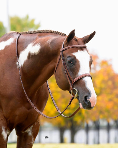 Blue Skies Only AQHA/APHA | Roan To Riches