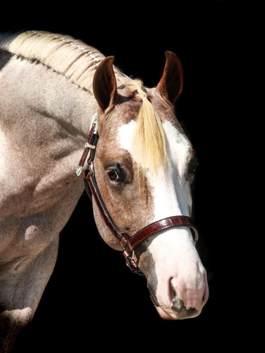 The Good One APHA | Roan To Riches