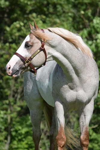 The Good One APHA | Roan To Riches