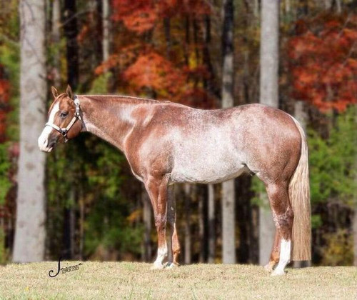 Salt On The Rocks AQHA/APHA | Roan To Riches