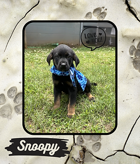 ADOPTABLE CANINE | pchumanesociety