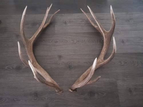 Aussie Deer Antlers - Antler Sets | Aussie Deer Antlers